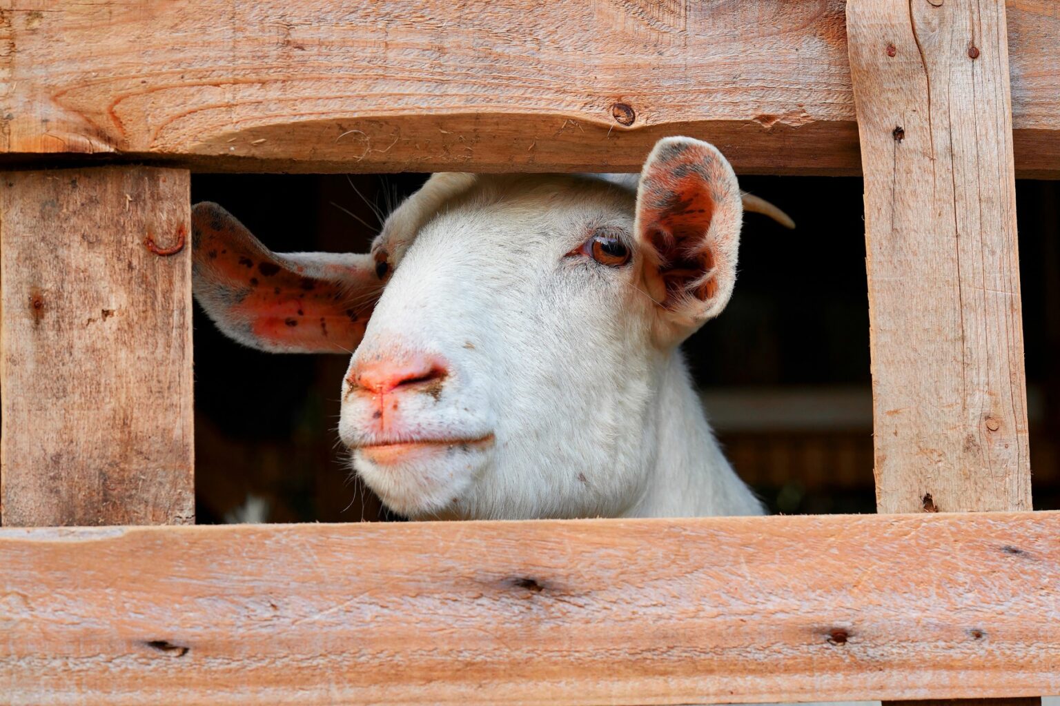 Managing Stress in Goats for a Happy Herd - Goat Journal